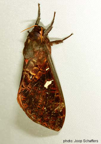 Papua Insects Foundation (Lepidoptera/Hepialidae)